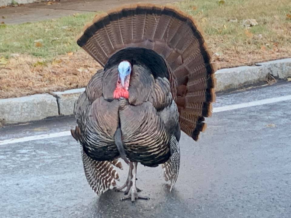 Limpy, η γαλοπούλα που κουτσαίνει έχει και δική της σελίδα στο Facebook ...