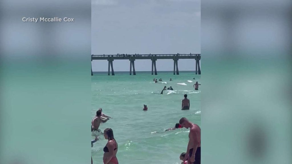 Καρχαρίας προκάλεσε πανικό σε παραλία στη Φλόριντα | Protagon.gr
