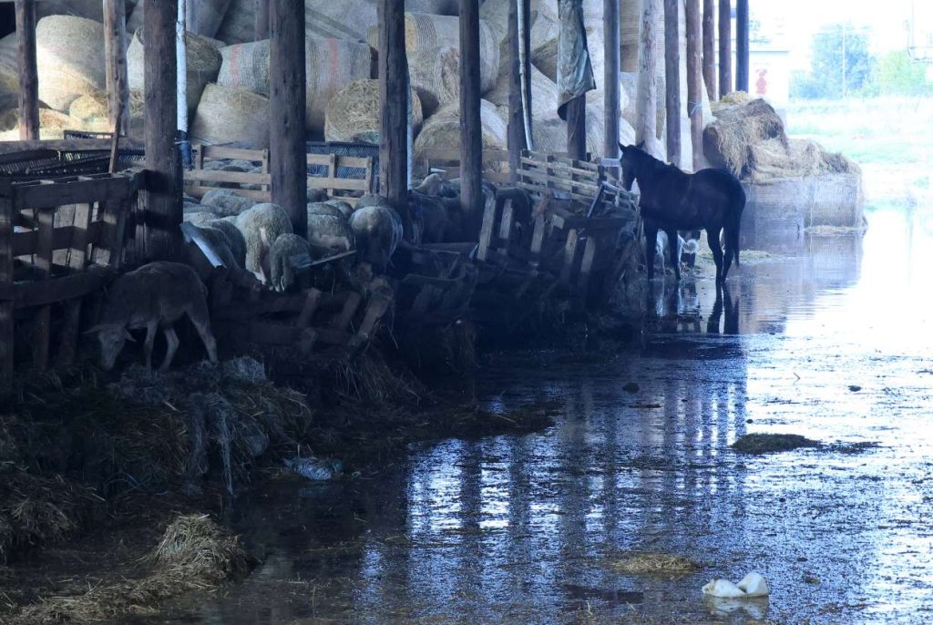 FT: Θύμα της Daniel και η φέτα | Protagon.gr