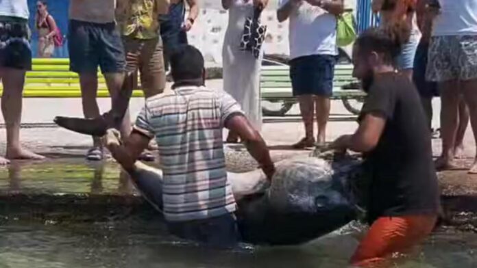 Κουφονήσια: Ψάρεψαν τόνο πάνω από 100 κιλά | Protagon.gr