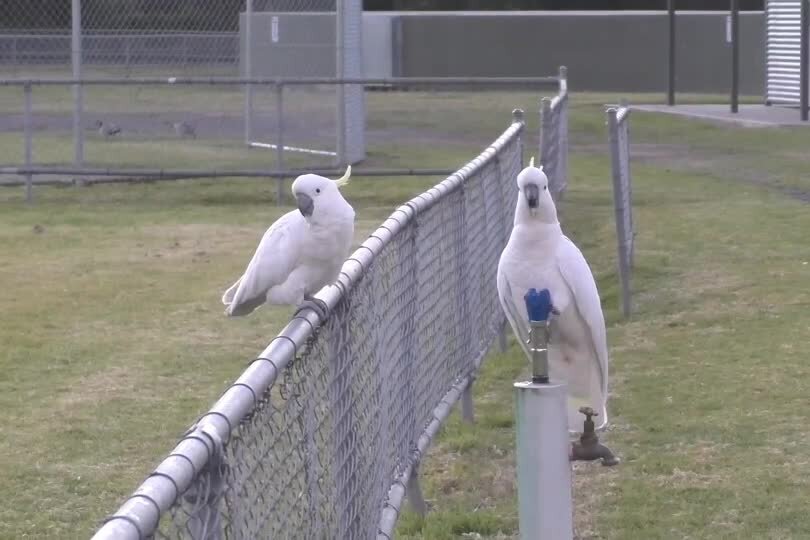 Σίδνεϊ: Παπαγάλοι έμαθαν να ανοίγουν δημόσιες βρύσες για να ξεδιψάσουν | Protagon.gr