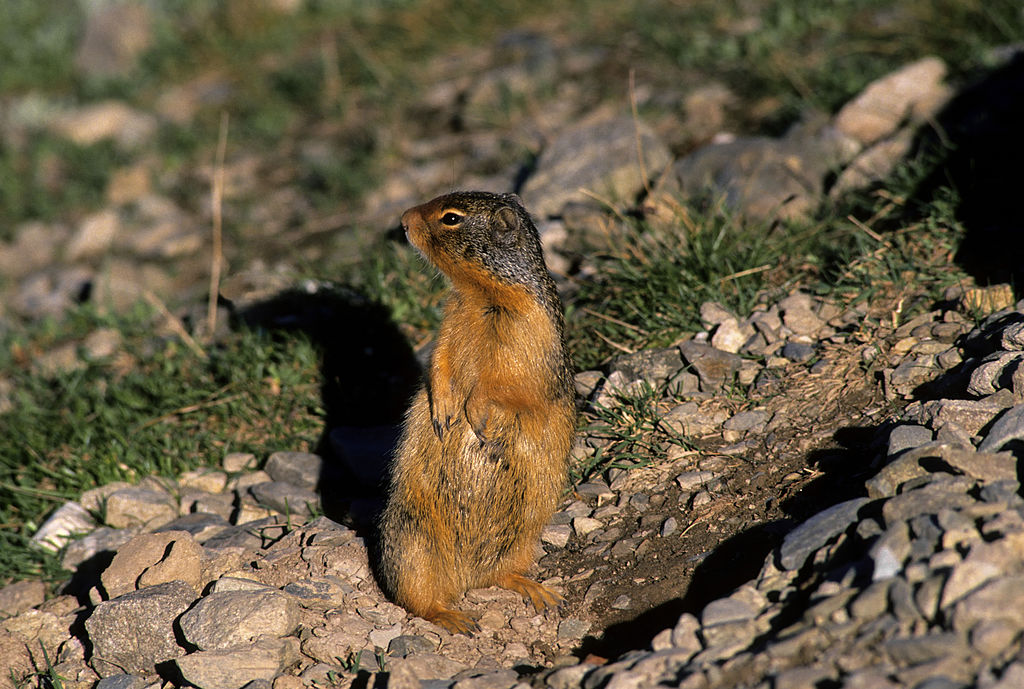 ΗΠΑ: Επεκτατικός σκίουρος εναντίον βομβαρδιστικών B-52! | Protagon.gr