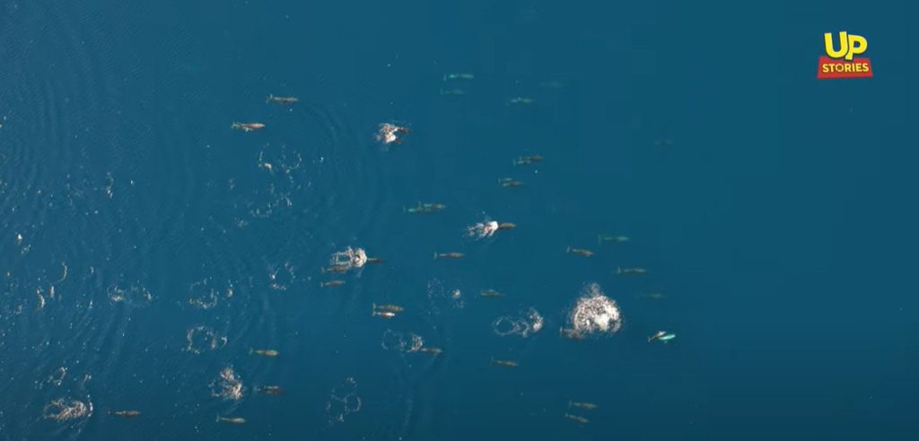 Δεκάδες δελφίνια σε μαγευτικά πλάνα ανοικτά του Θεολόγου | Protagon.gr