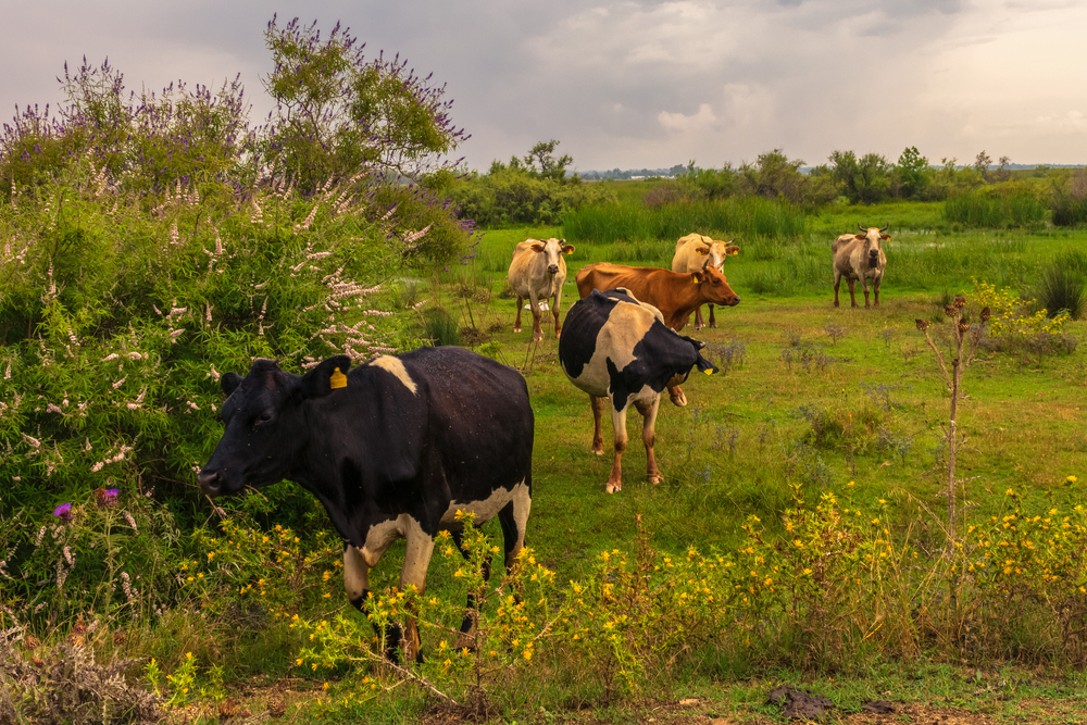«Καμπανάκι» από Σάλλα για την εθνική αγροτική πολιτική | Protagon.gr